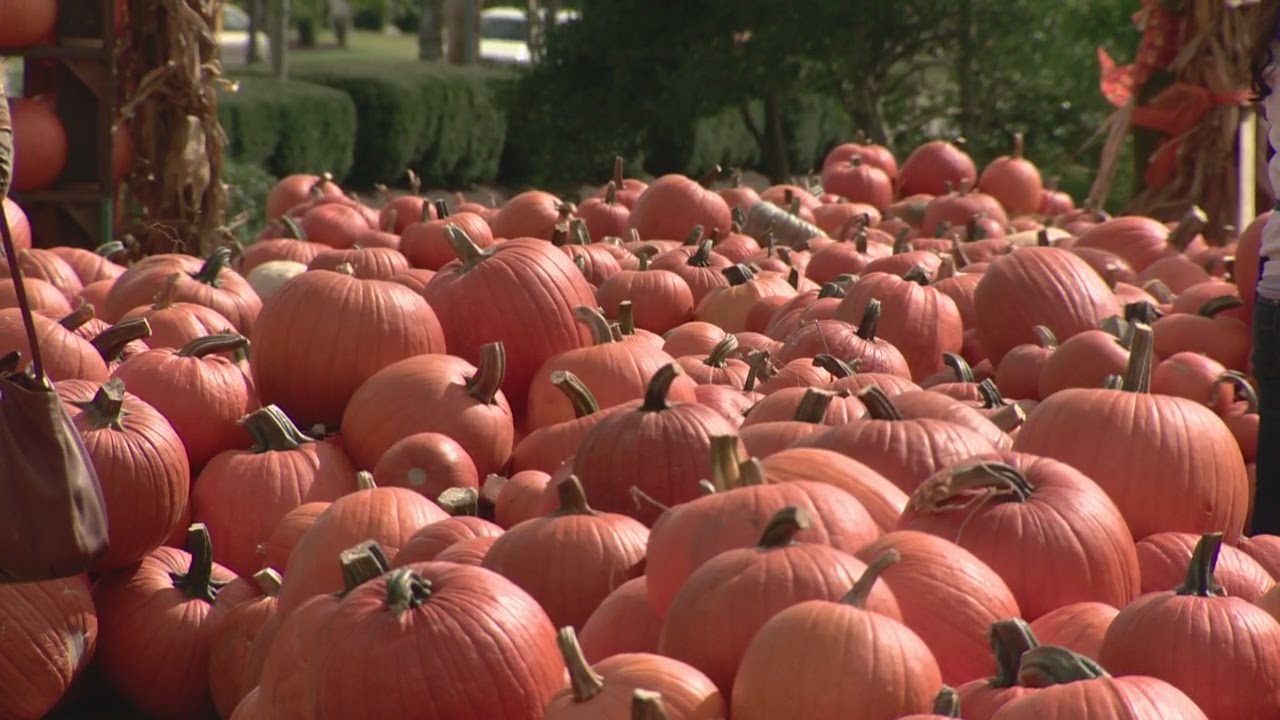‘Cooper Trooper Pumpkin Patch’ Opens In Franklin - YouTube