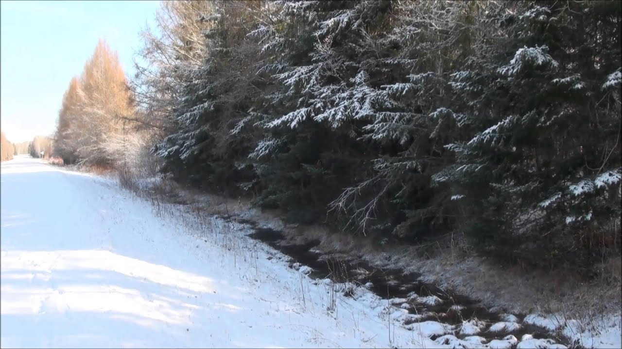 Snowshoe Hare Hunting With Beagles 3/26/16 - YouTube