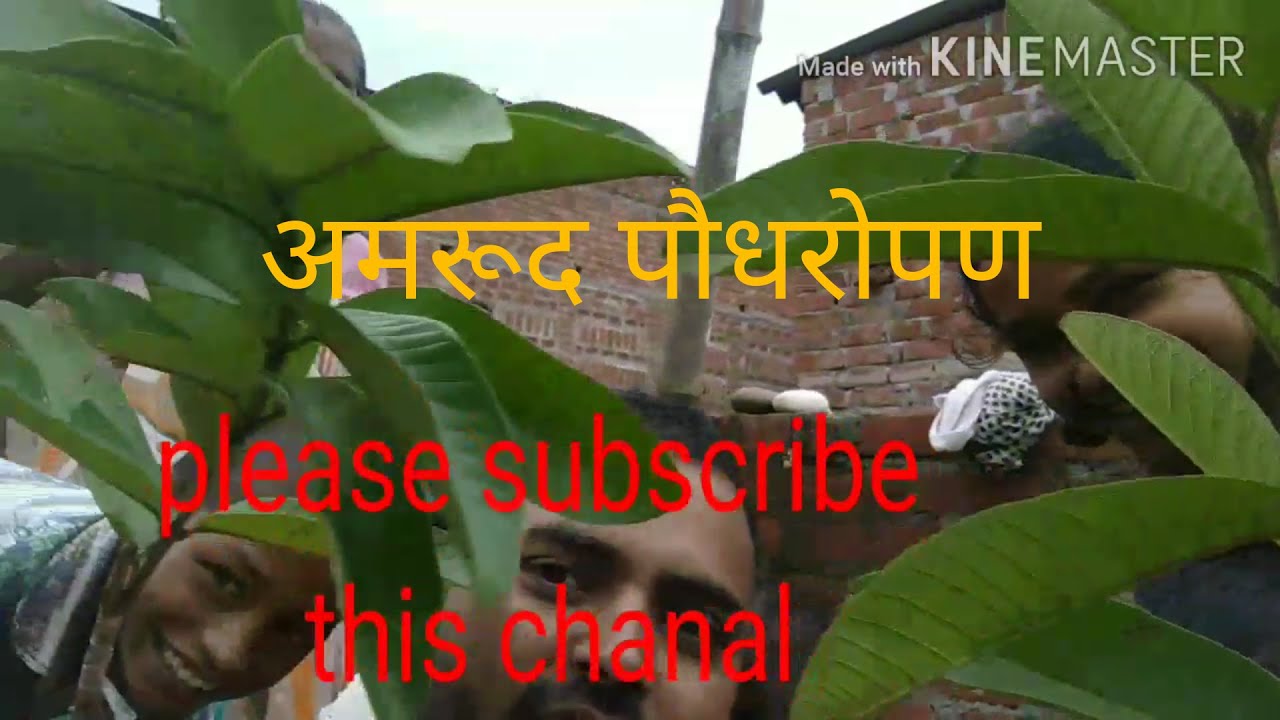 Amrod ka podha ropan podhe jaroor lagane chahiye sunder vlogs - YouTube