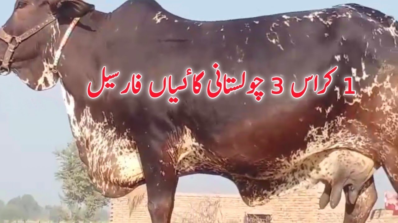 4 Cholistan frezan cross cow for sale - YouTube