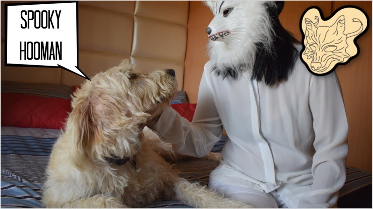 Wolf Scare Prank on My Dogs! FUNNY REACTIONS AND FAILS! Zeus The Greedy ...