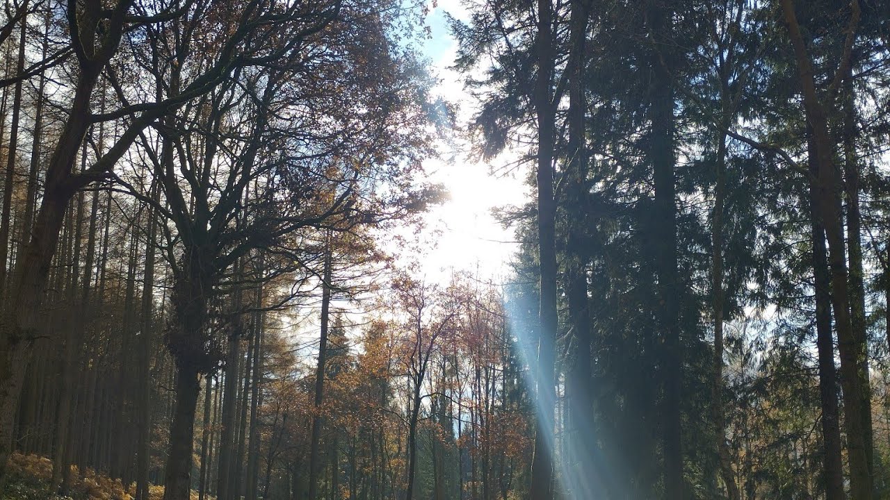 Herefordshire walks: Weobley, Garnstone Wood, Yazor Wood 27/11/2023 ...