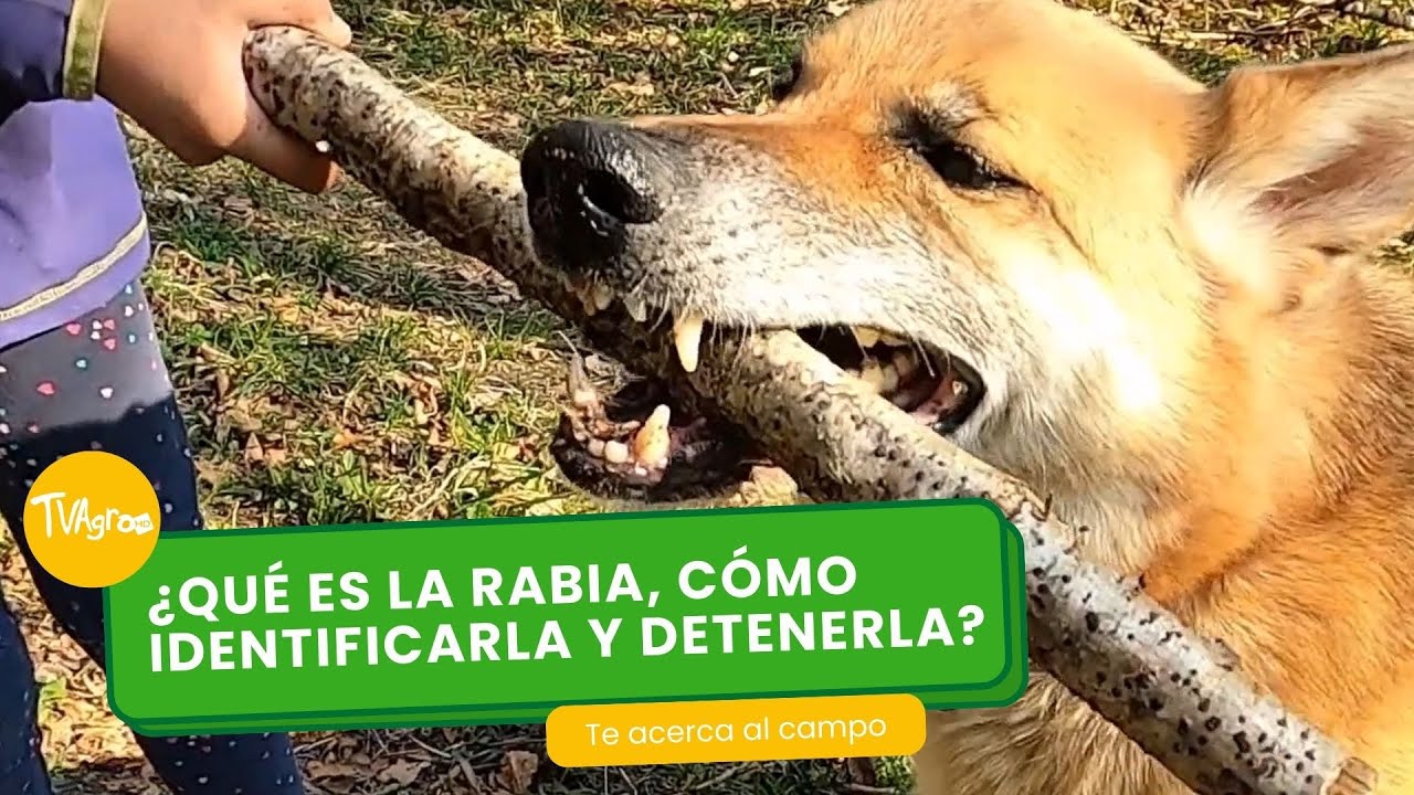 ¿Qué es la rabia, cómo identificarla y detenerla? - TvAgro por Juan ...