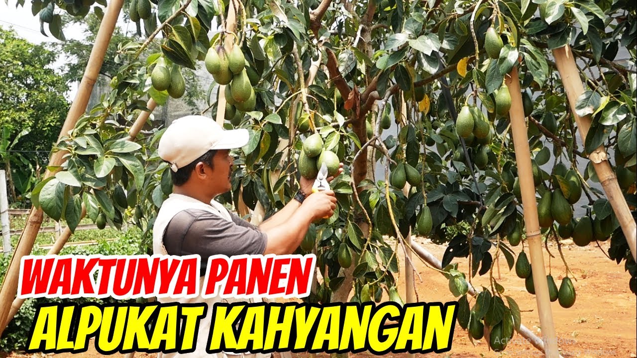 Panen Alpukat Kahyangan - YouTube