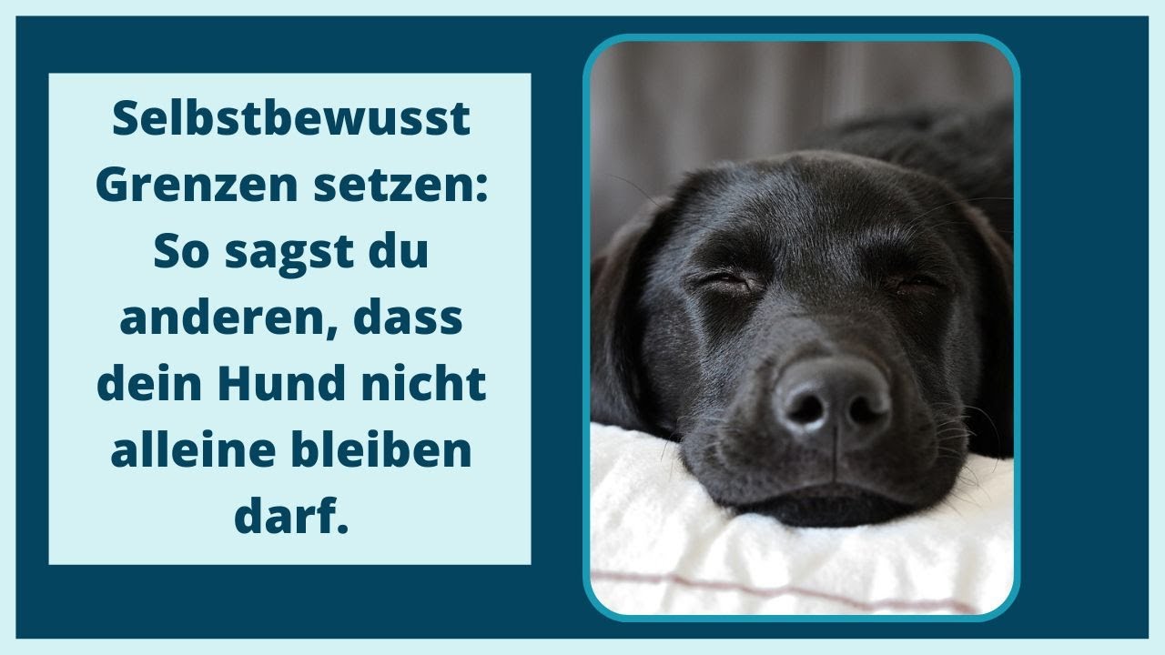 Selbstbewusst Grenzen setzen: So sagst du anderen, dass dein Hund nicht ...