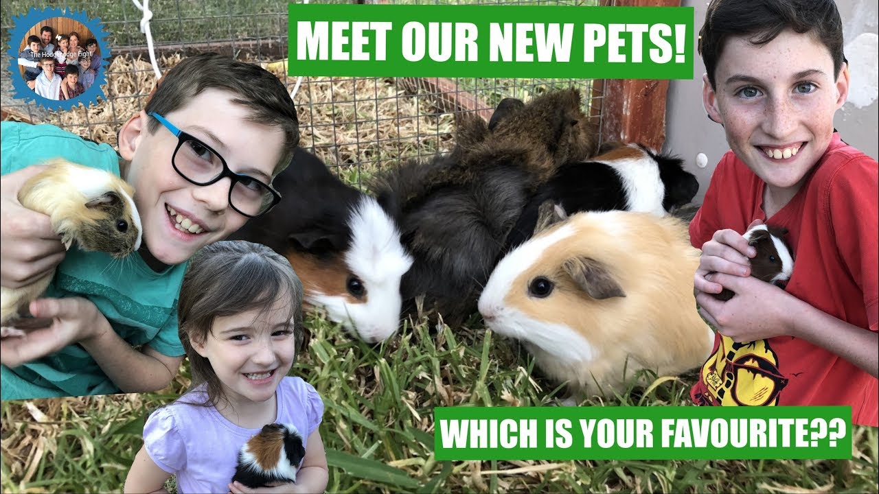 MEET OUR NEW PETS! WHICH IS YOUR FAVOURITE? - YouTube