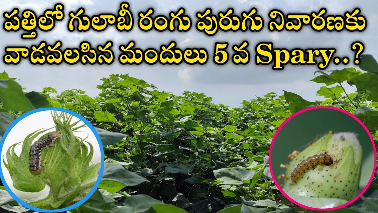 #పత్తిలో గులాబీ రంగు పురుగు నివారణకు వాడవలసిన మందులు 5 వ Spary ...
