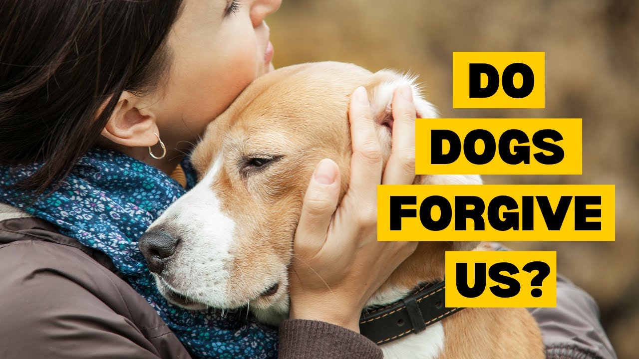 Do Dogs Forgive Us? - YouTube