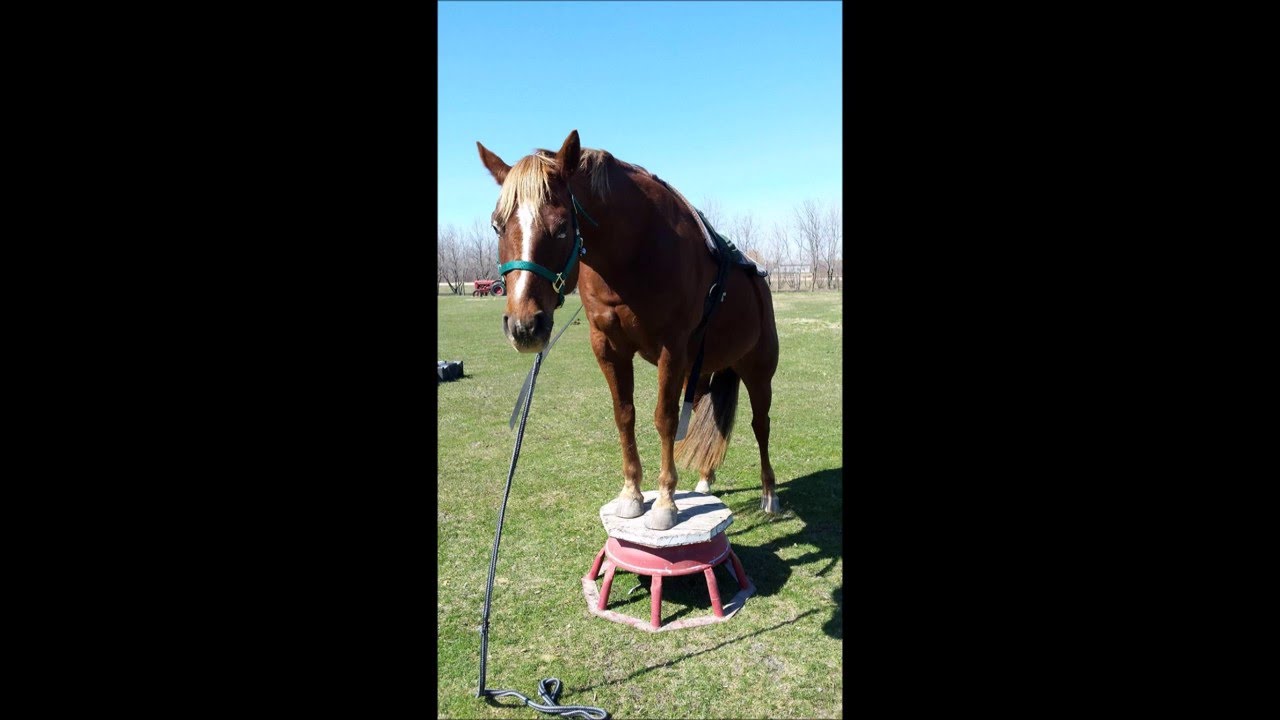 Trick Training: Circus Stand - YouTube