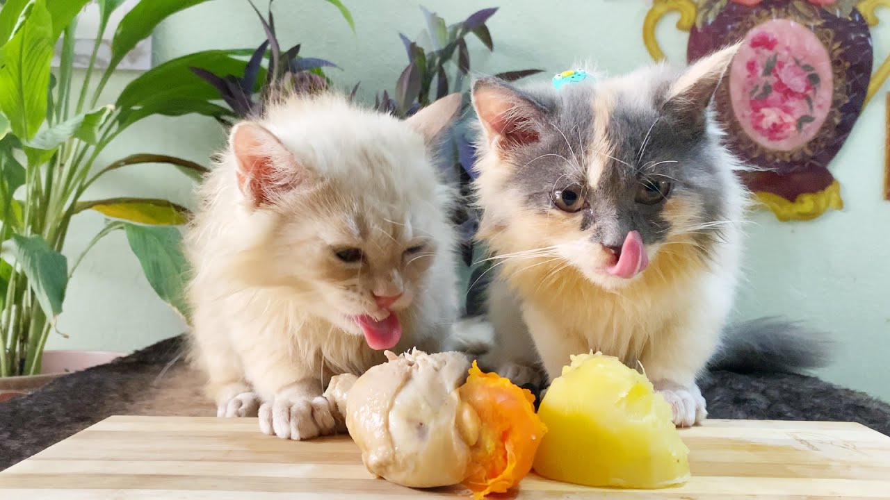 Meowing kittens Hamza & Mochi eat boiled vegetables & chicken legs ...