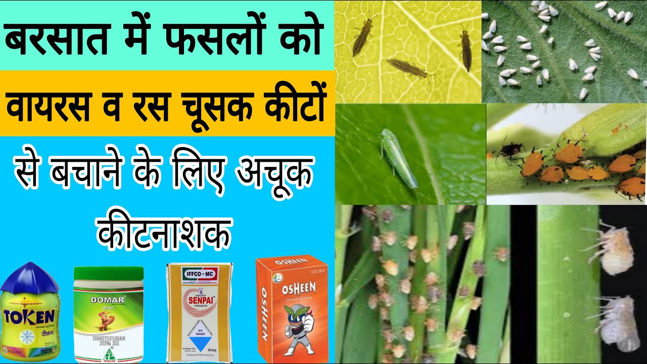 dinotefuron 20% sg | token insecticide | osheen insecticide | domar ...