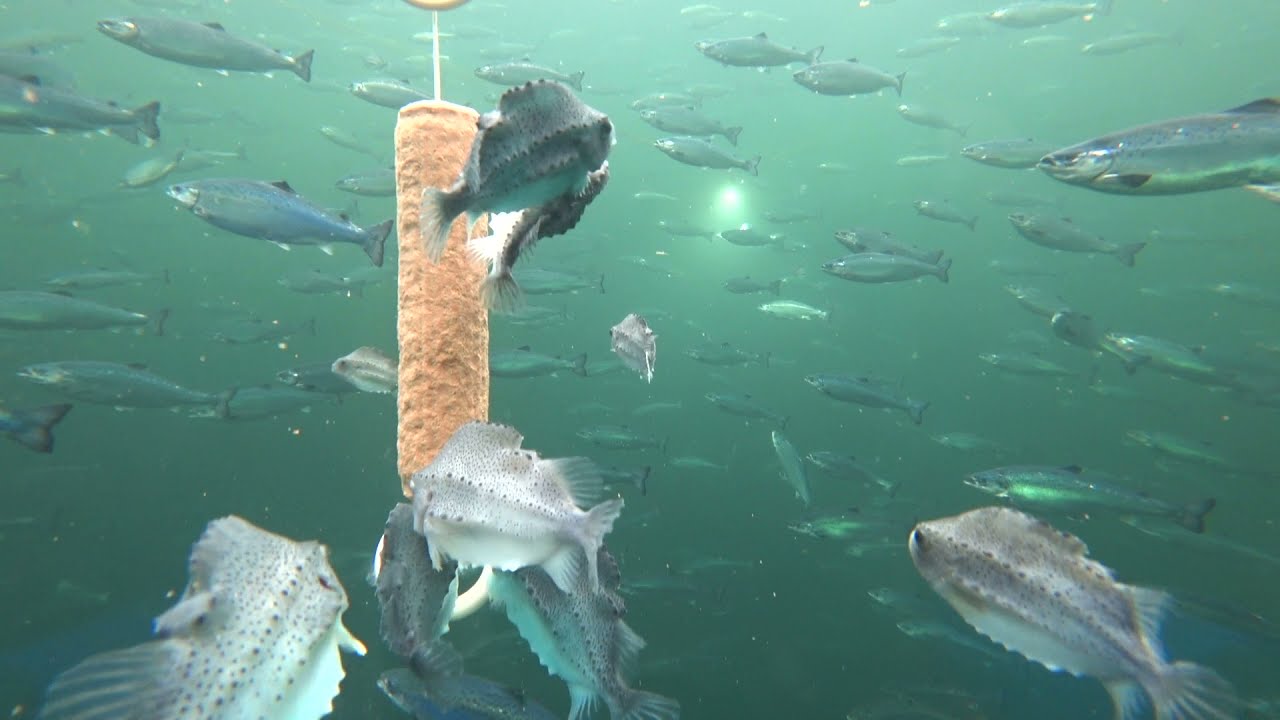 Monitoring Fish Farm | Underwater ROV [UNCUT] - YouTube