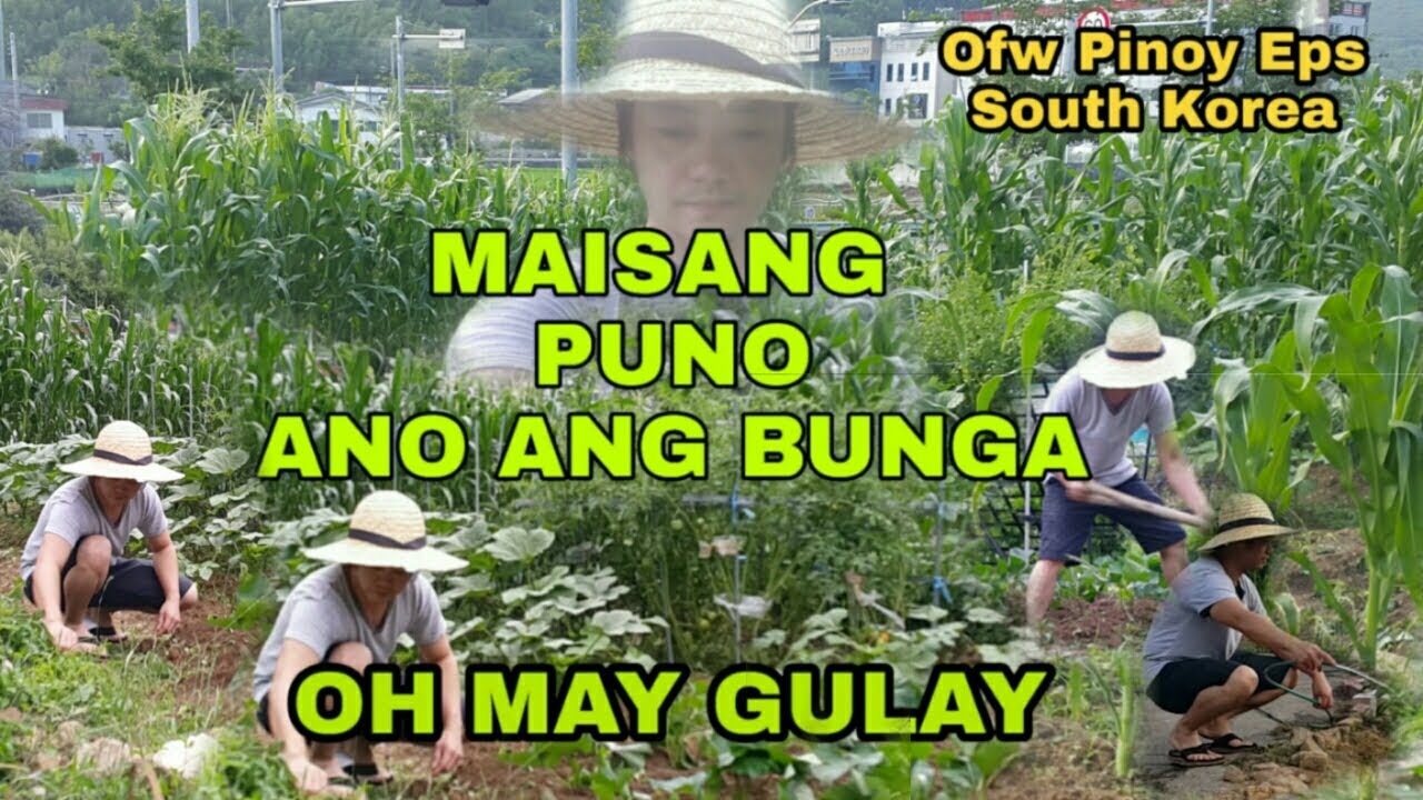 MAISANG PUNO ANO ANG BUNGA OH MAY GULAY - YouTube