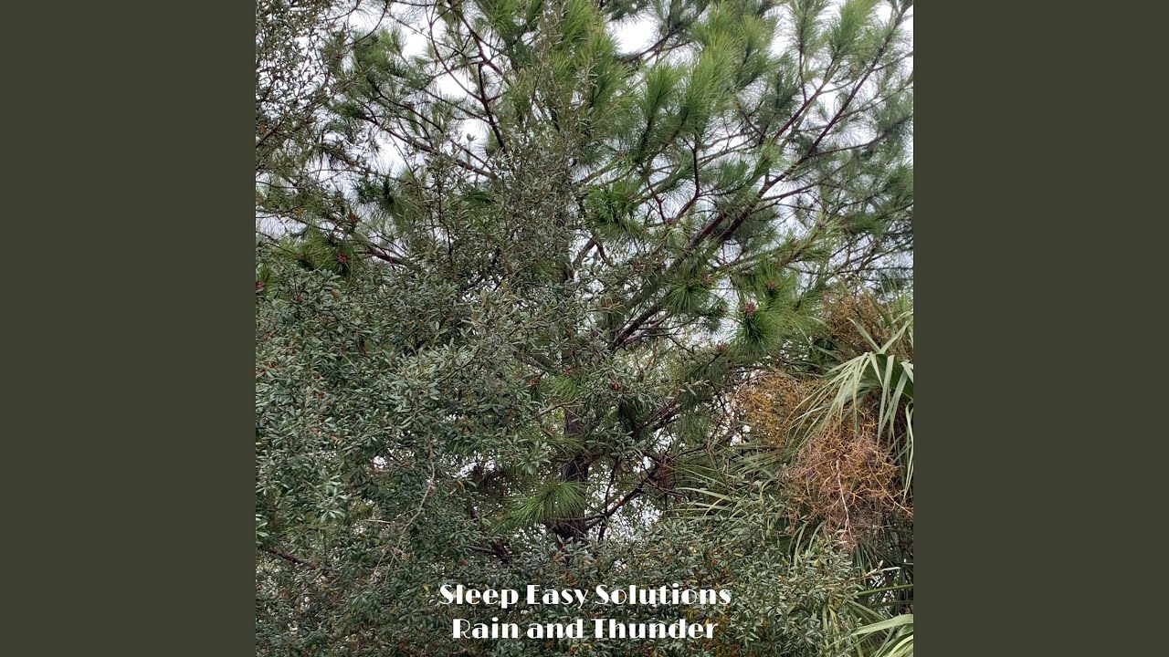 Soft Spring Rain Shower - YouTube