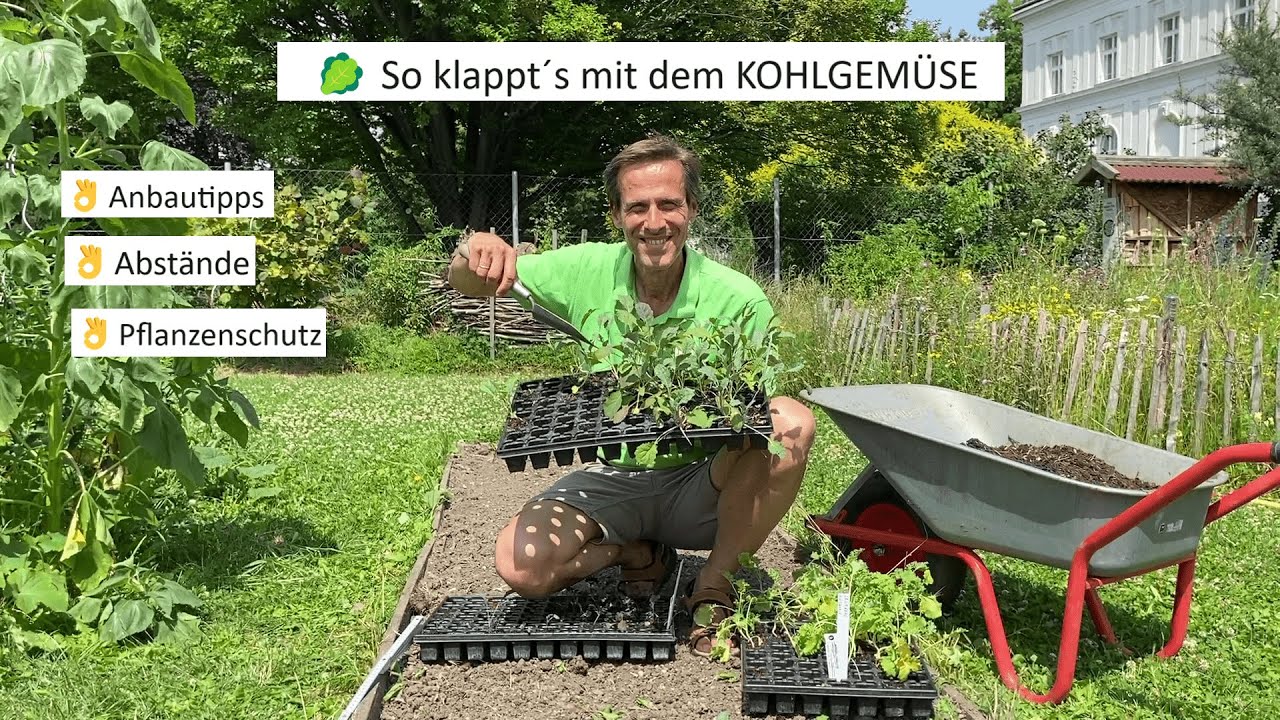 Kohlgemüse-Anbau in 12 Minuten erklärt 😊 Reihenabstände, Düngung ...