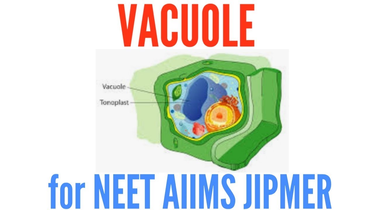 Vacuoles Diagram