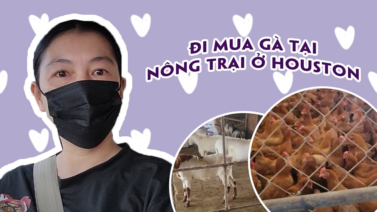 Đi mua GÀ tại NÔNG TRẠI ở HOUSTON cùng Van Nguyen Smile - YouTube
