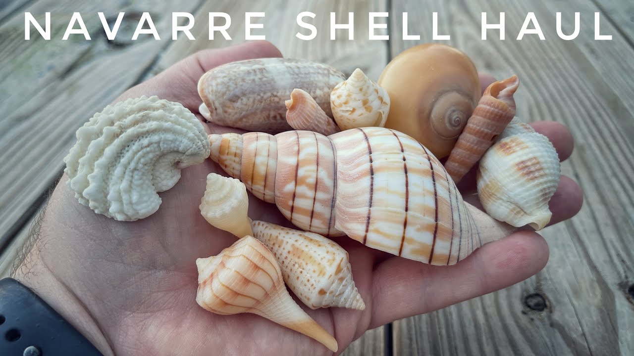 My Navarre Beach seashell haul! - YouTube