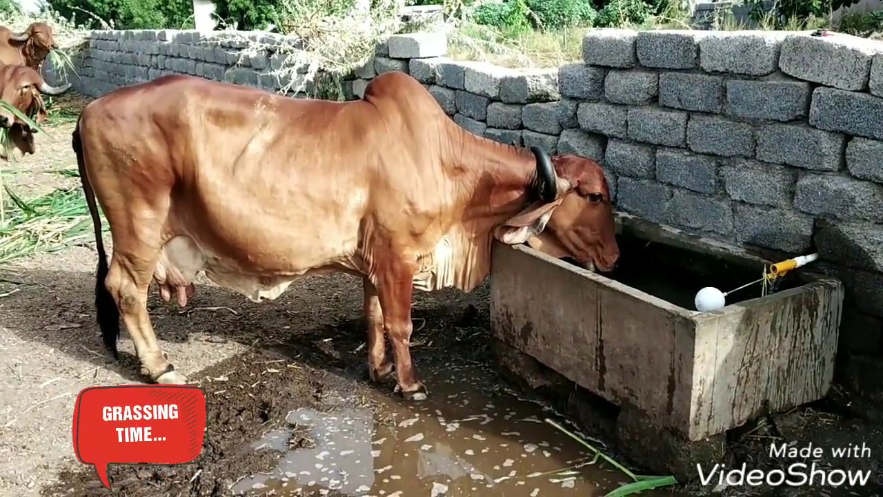 GIR GAUMATA IS _WORLD_BEST GAUMATA AT PRESENT TIME...!!!!! - YouTube