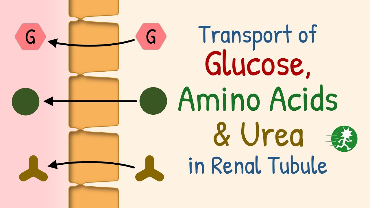Transport of Glucose, Amino Acids and Urea in Renal Tubule | Transport ...