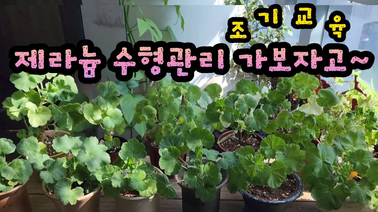 [4K] 제라늄 수형관리도 조기교육이 중요합니다~ 가을 분갈이 후 Before & After까지~ 회복하는 제라늄 성장일기 ...