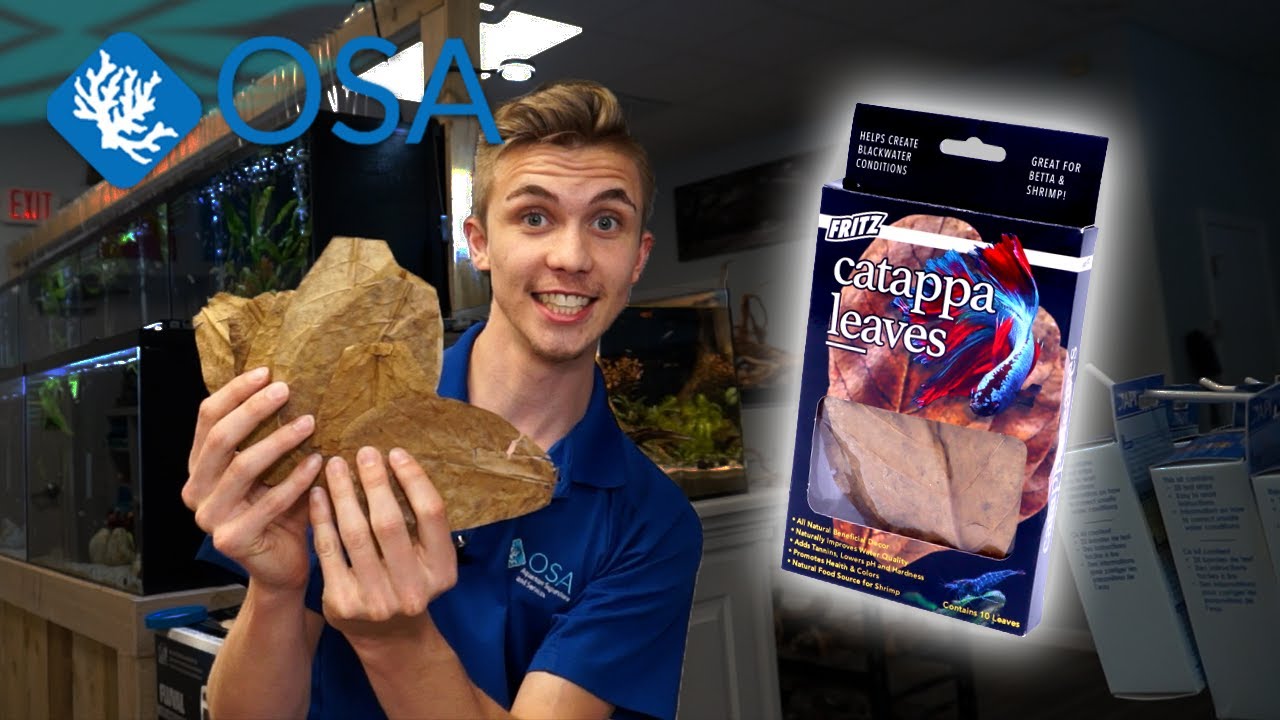 What are the benefits of CATAPPA LEAVES ? Botanicals in your shrimp ...