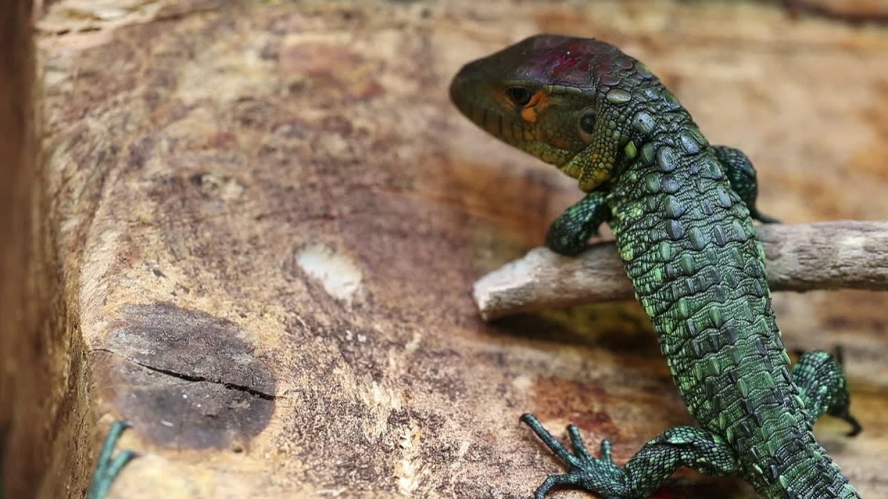 Baby Caiman - YouTube