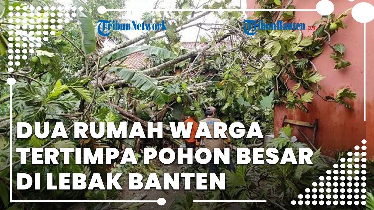 Dua Rumah Warga Tertimpa Pohon Besar, Hujan Deras dan Angin Kencang di ...