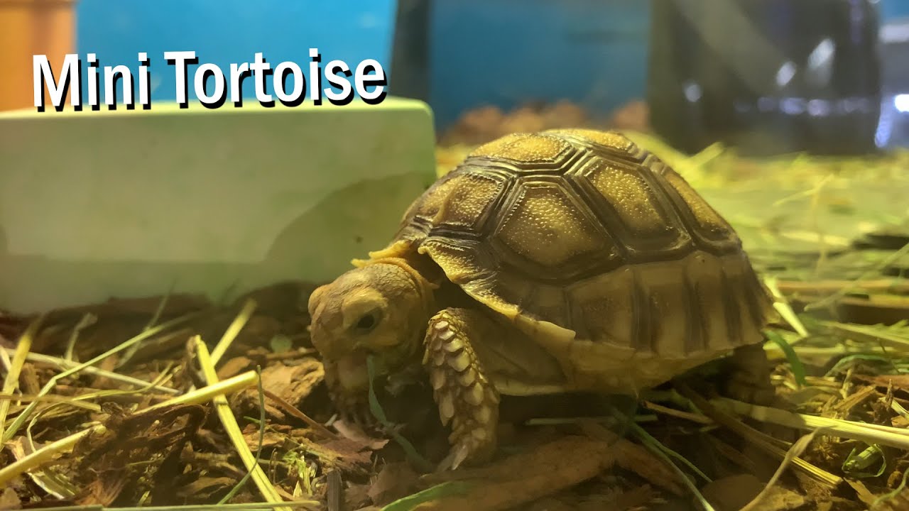 Mini Tortoise - YouTube