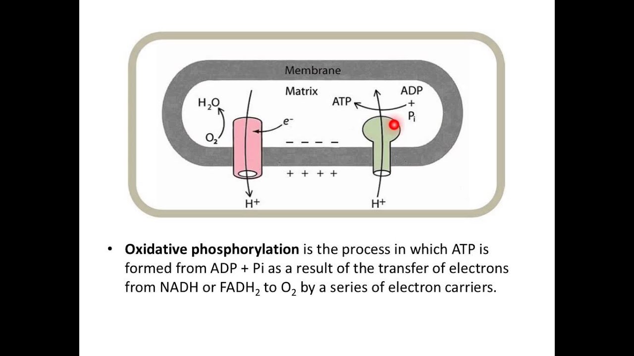 metabolism ETC-oxidative phosphorylation - YouTube