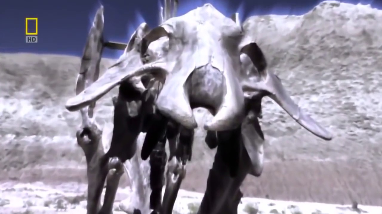 FREE ONLINE DOCUMENTARIES: Prehistoric Predators: Entelodon ...