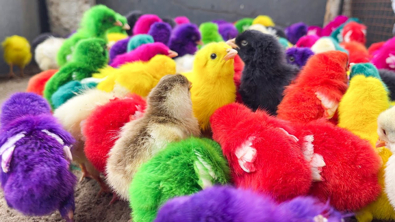 Catch millions of cute chickens, colorful chickens, rainbow chickens ...