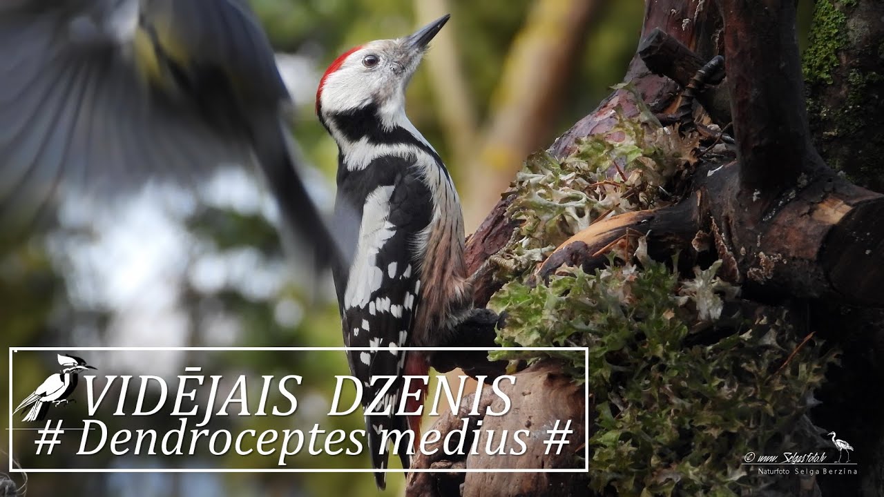 Putni / Birds : VIDĒJAIS DZENIS / Dendroceptes medius /. - YouTube