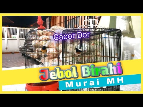 Cara Jebol Birahi Murai Batu Muda Hutan