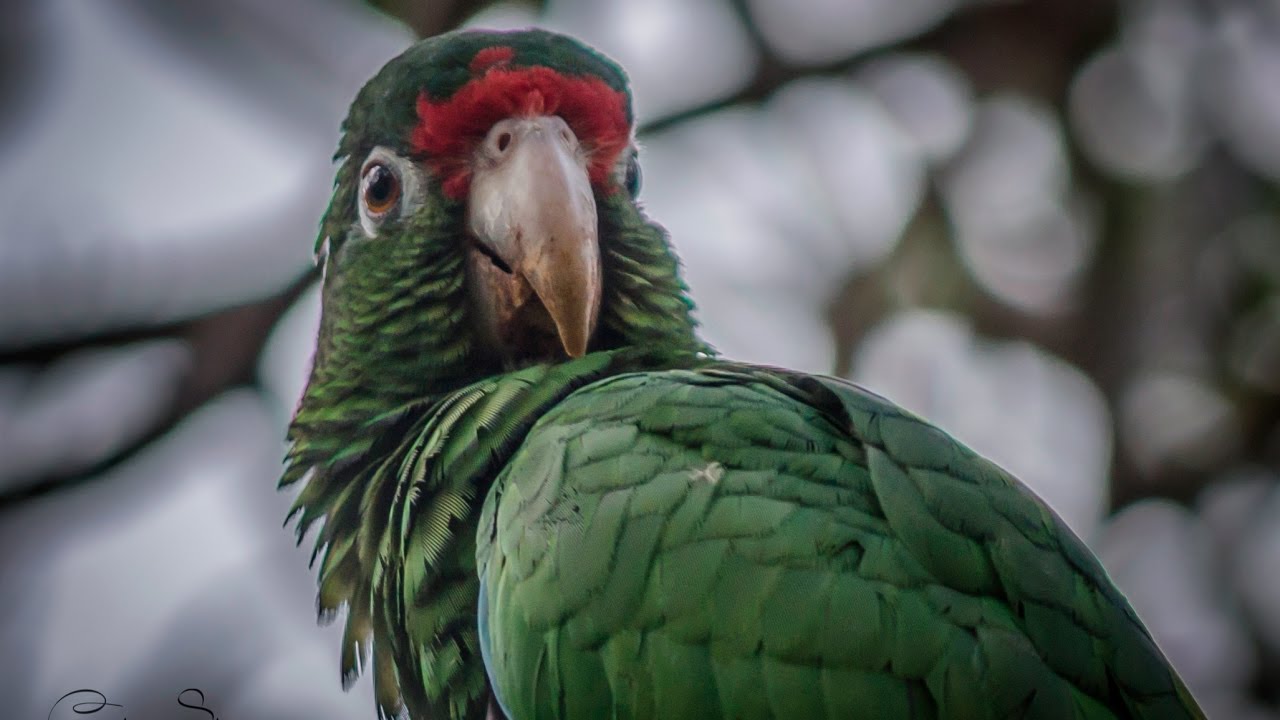 Cotorra Puertorriqueña - YouTube