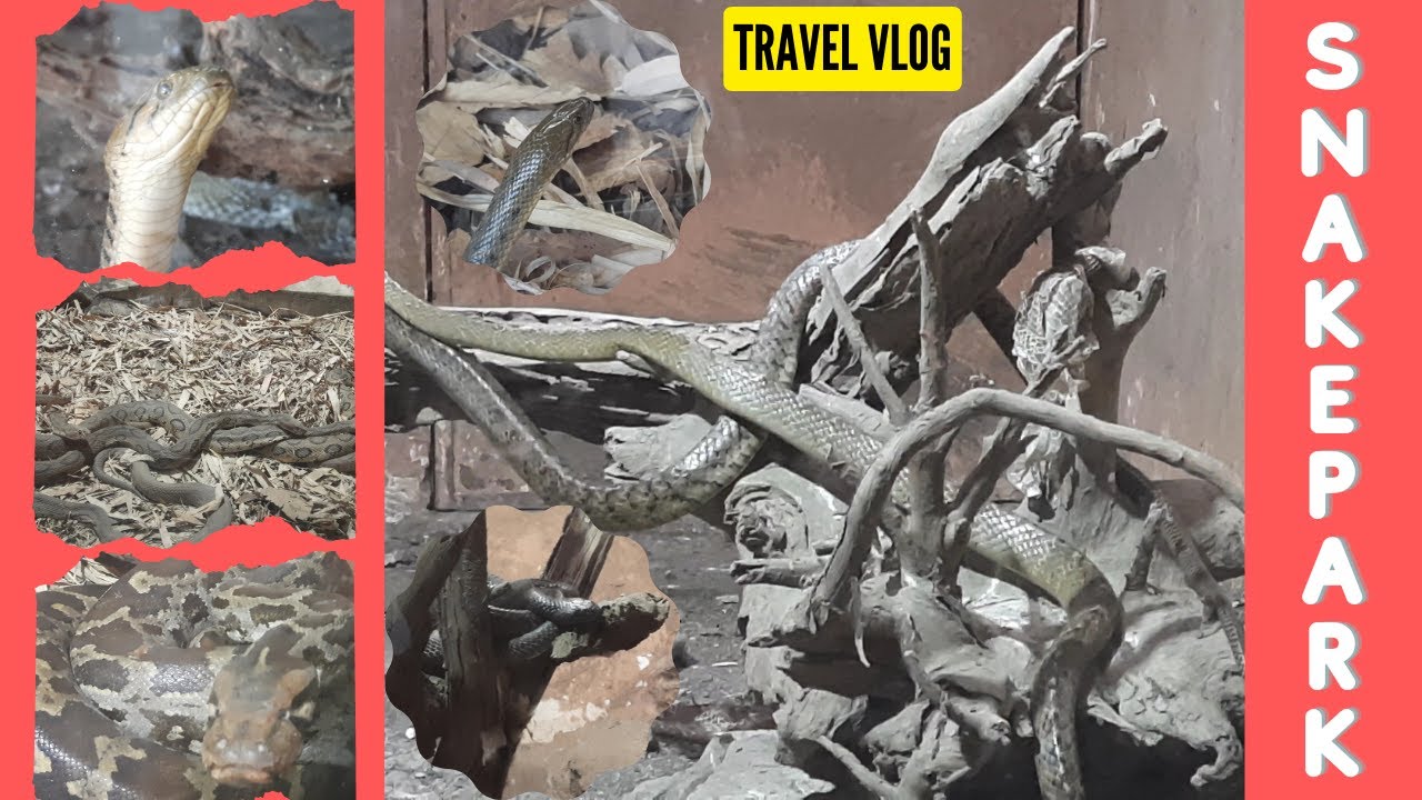 Snake Park | Van Vihar National Park Bhopal #snakepark #zoo - YouTube