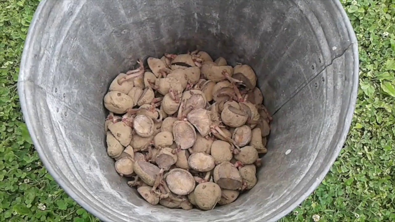 POTATO PLANTING: PLOWING AND PLANTING IN THE RAIN!!! - YouTube