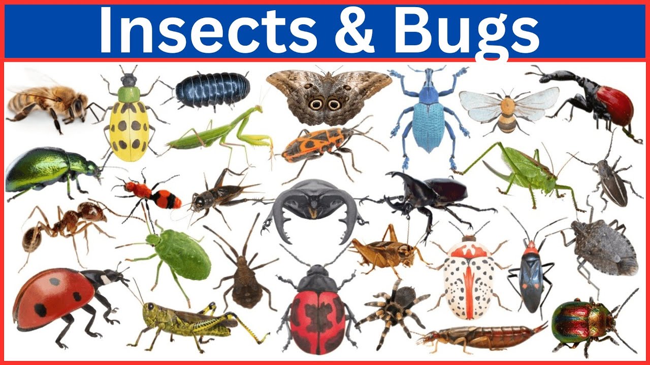 🔥 "Only 1% Can Name These 50 Insects! 🦗 Can You? 🔥" - YouTube