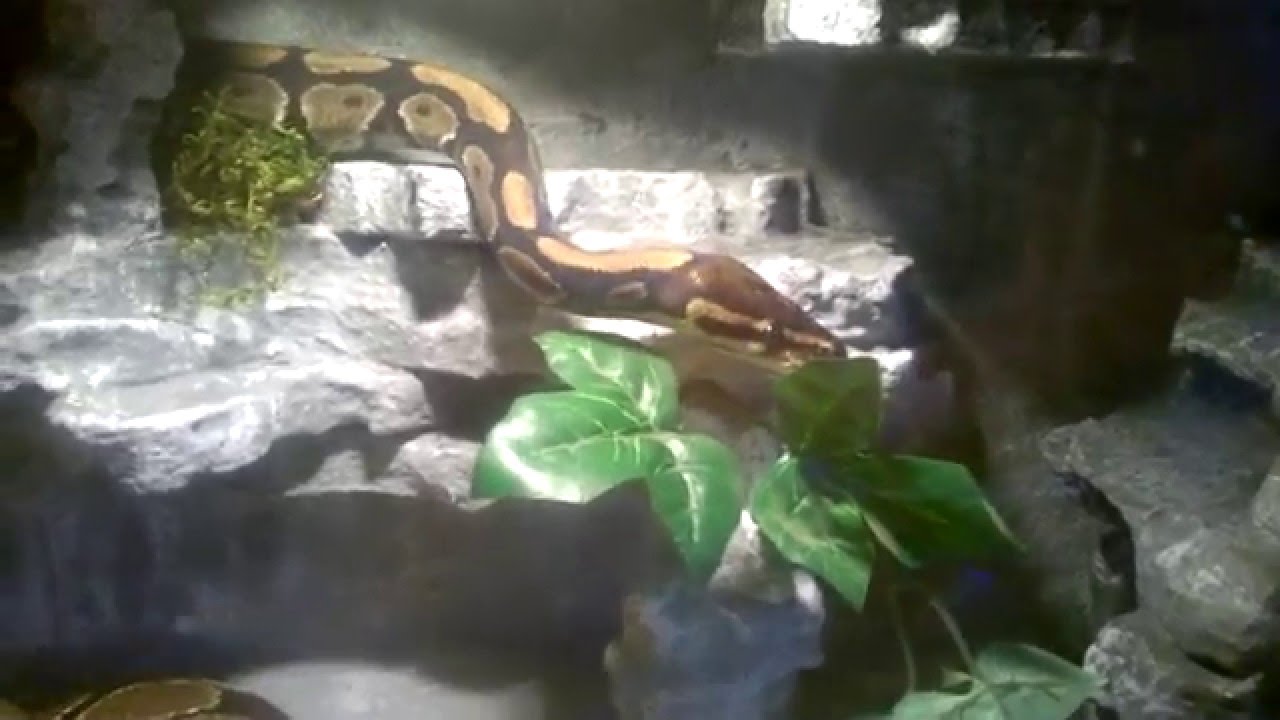 Python regius - YouTube