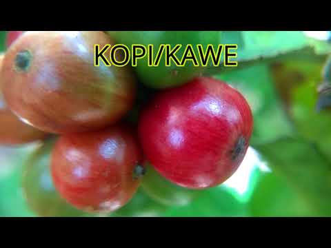 Cara membuat video bokeh pakai Hp jadul