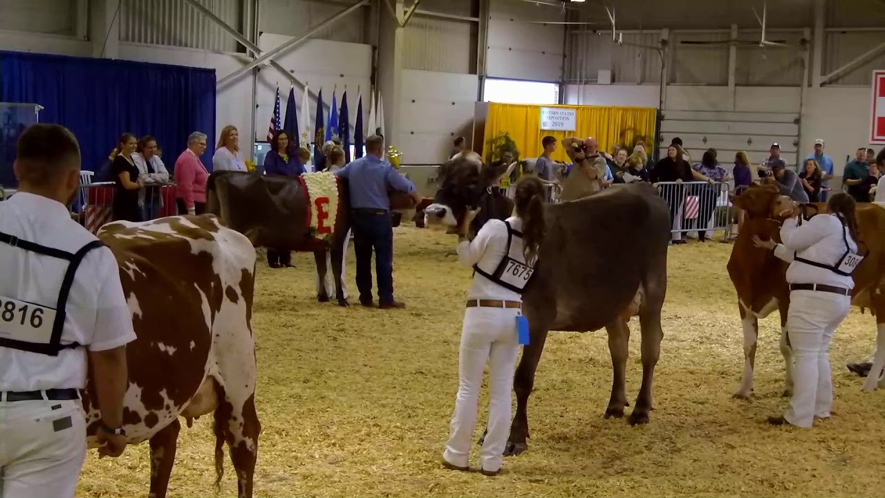 2019 - Sept 14th - 4-H Dairy Type Judging - YouTube
