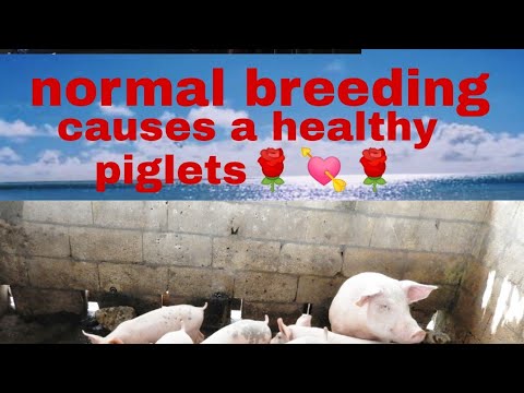 boar fastest breeding with pig  normal matting🌹