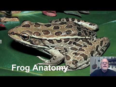 What Is The Eustachian Tube Connected To In A Frog