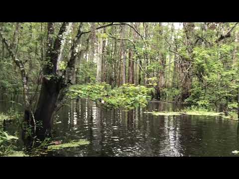 Lake Maurepas - Swamp Tour - LaPlace, Louisiana - YouTube