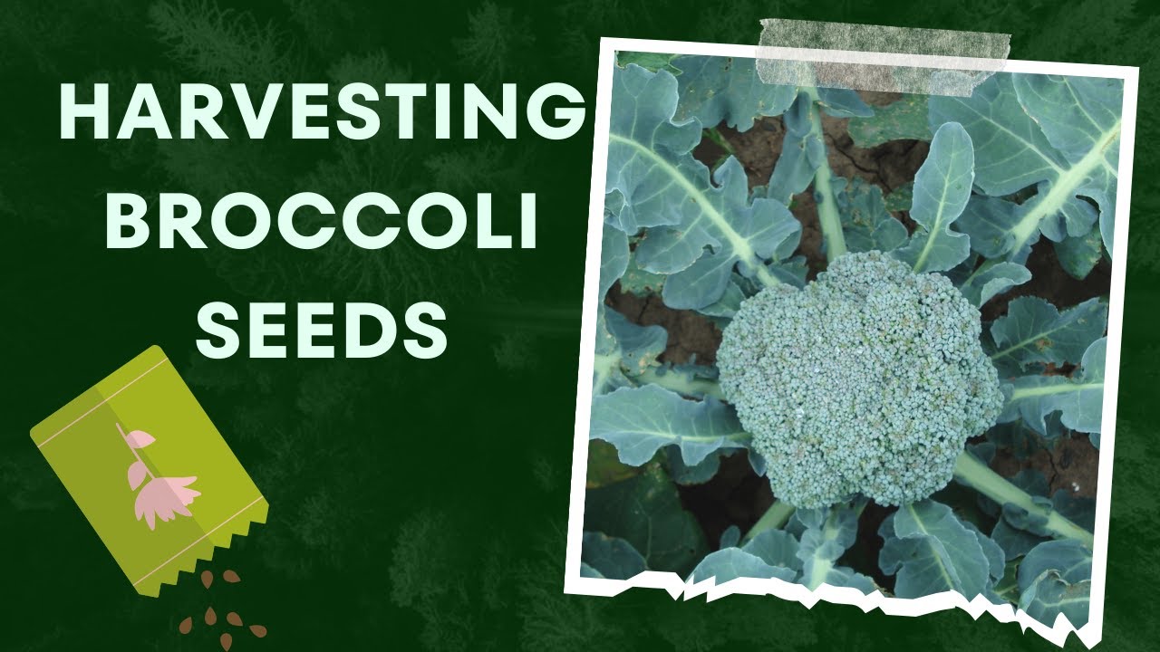 Easiest Way to Harvest Broccoli Seeds - YouTube
