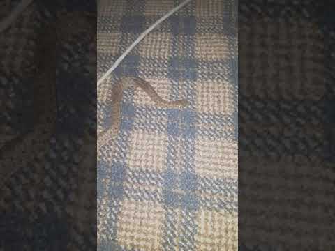 Yılan korktunmu korkmadinmi😂😂😂😂