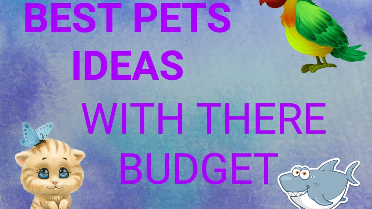 Best 12 ideas for taking pets at home with budget. Cute animals, birds ...
