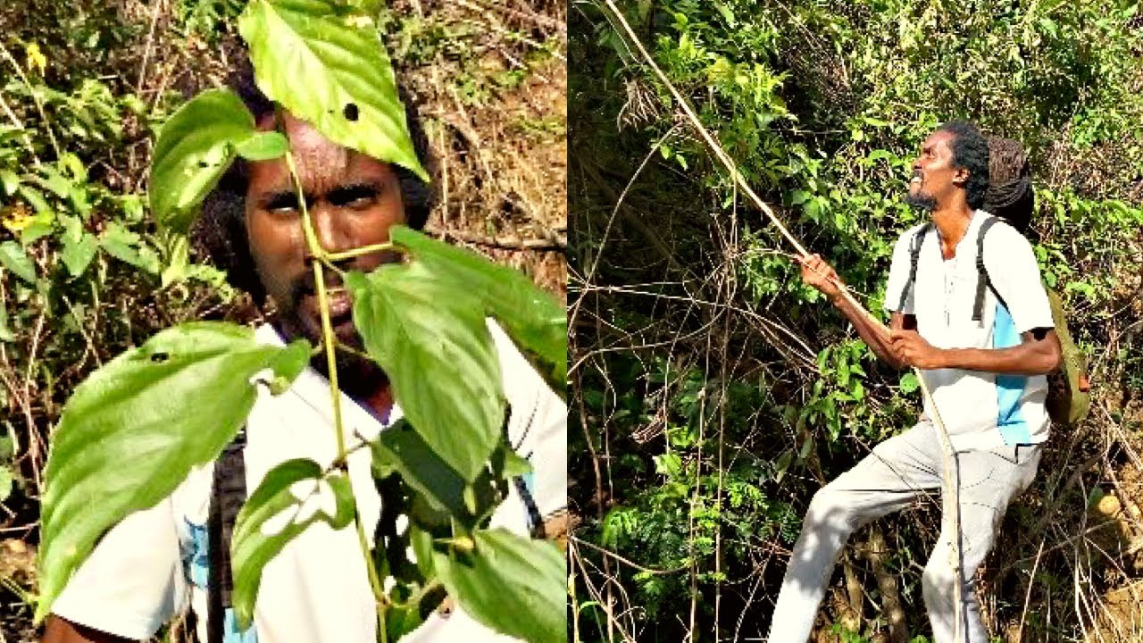 DID YOU KNOW,TOOTHBRUSH AND TOOTHPASTE GROWS ON A TREE VINE IN JAMAICA ...
