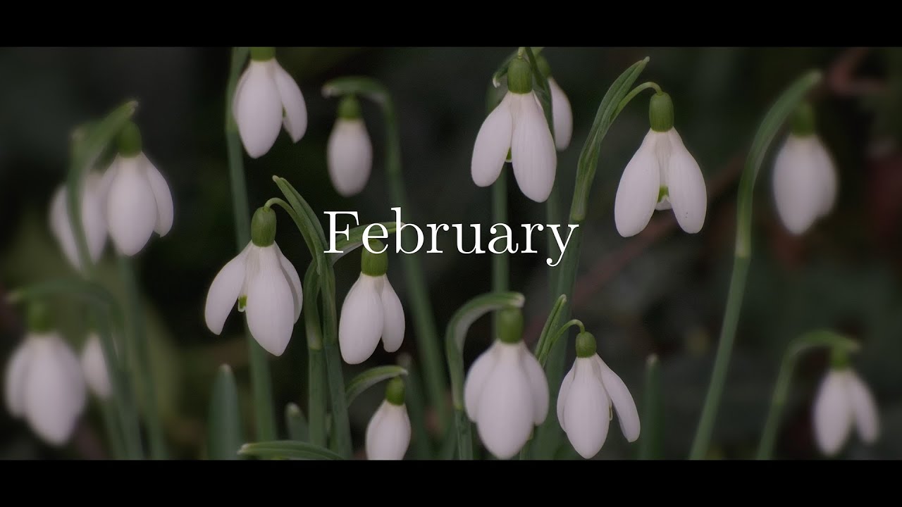 February - A nature lover’s diary, wildlife, birds, gardens and country ...