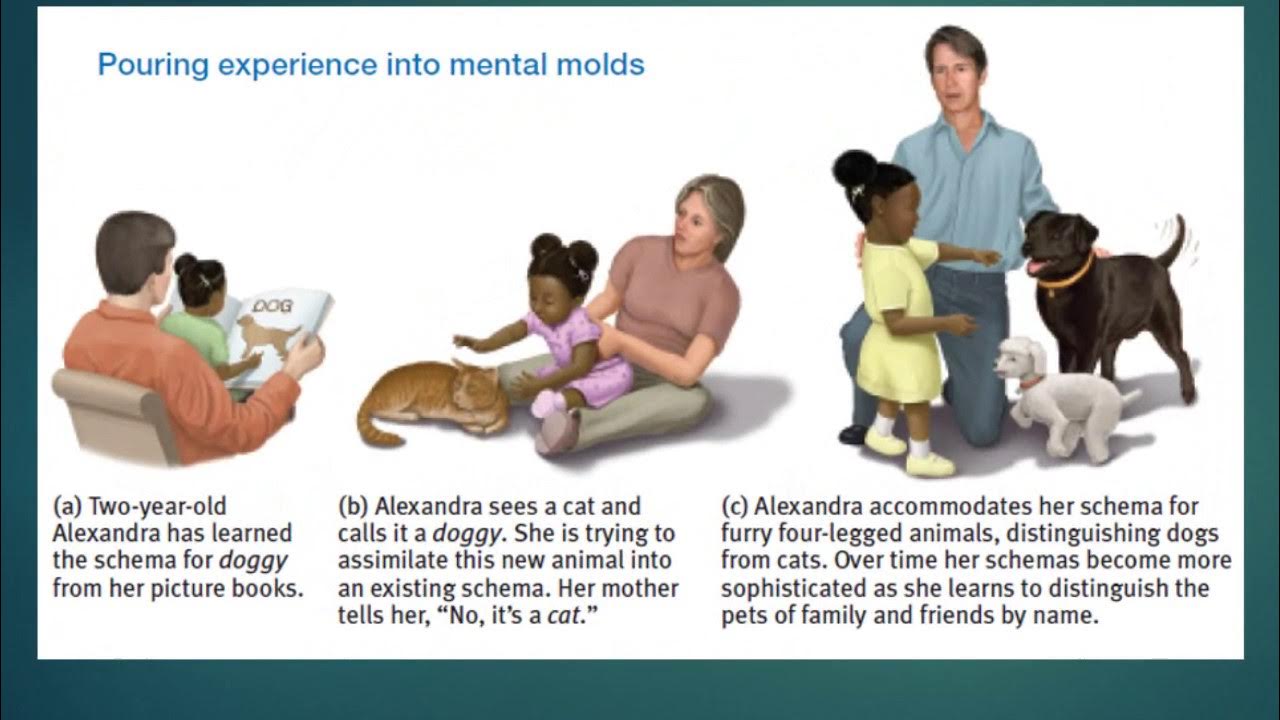 AP Psychology Unit 9 Development Part 2 - YouTube